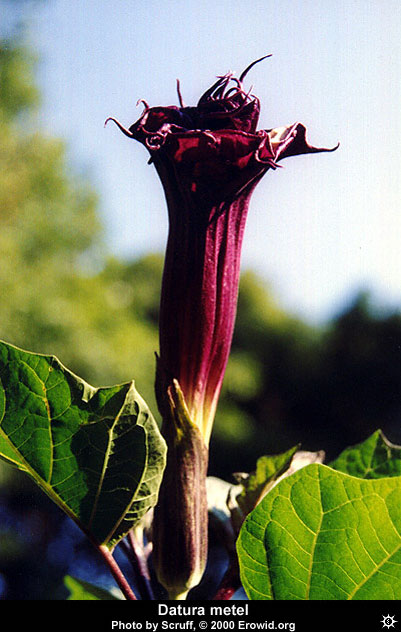 Erowid Plants Vaults : Images : datura metel flower