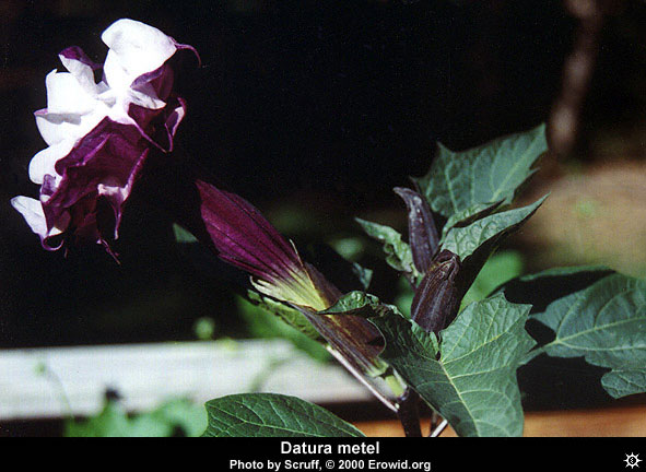 Erowid Plants Vaults : Images : datura metel flower