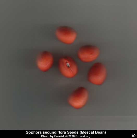 Erowid Plants Vaults : Images : sophora secundiflora seed