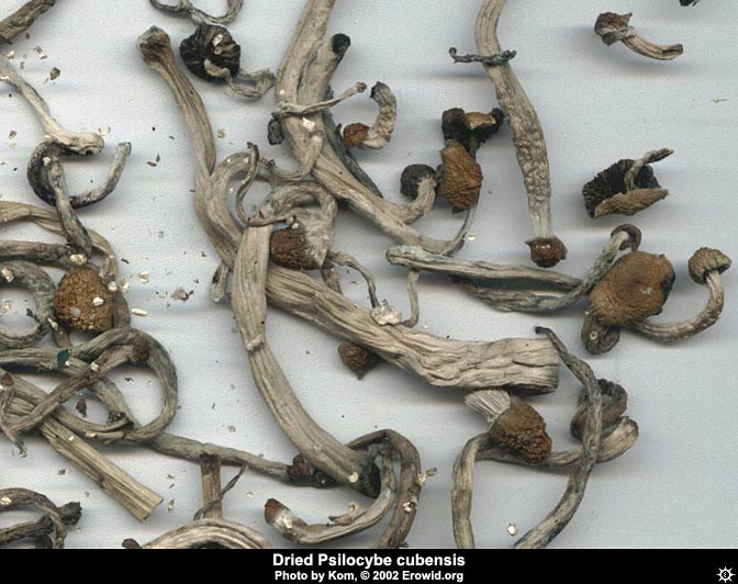 Erowid Plants Vaults : Images : psilocybe cubensis dried