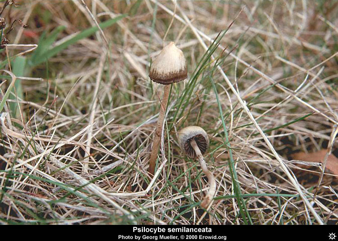 Erowid Plants Vaults : Images : psilocybe semilanceata