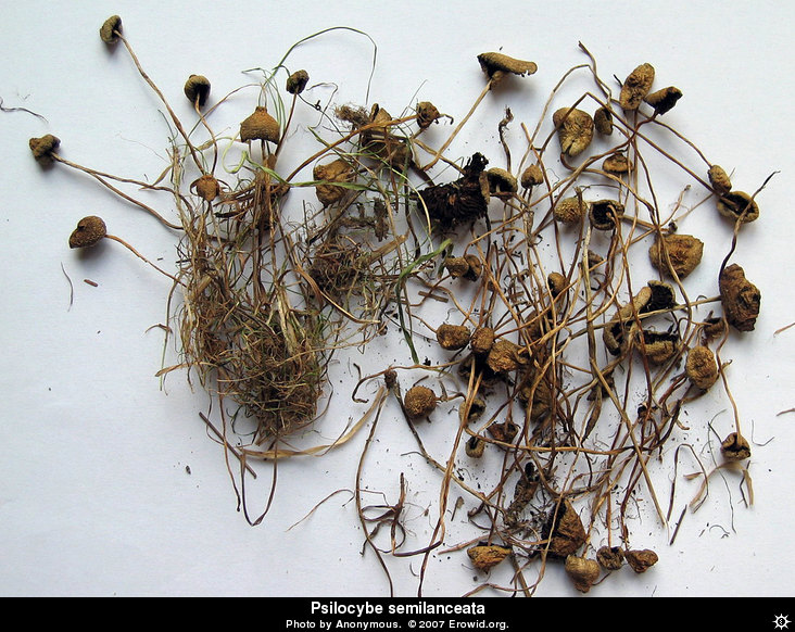 Psilocybe Semilanceata