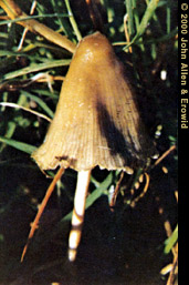 Erowid Psilocybin Mushroom Vault : Safe-Pik Guide : P. semilanceata #1